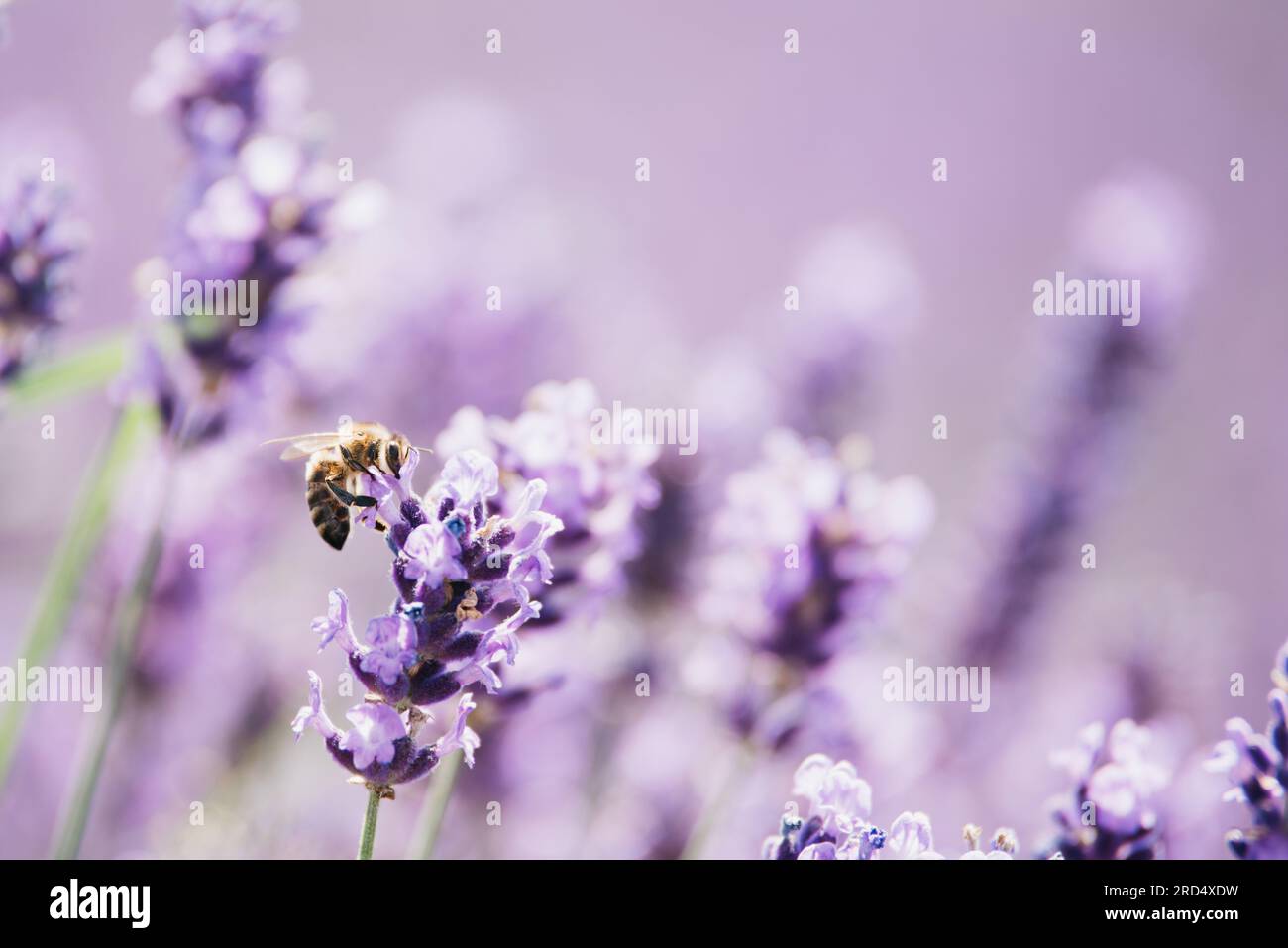 Honey bee pollinating lavender flowers. Plant decay with insects. Blurred summer background of ...