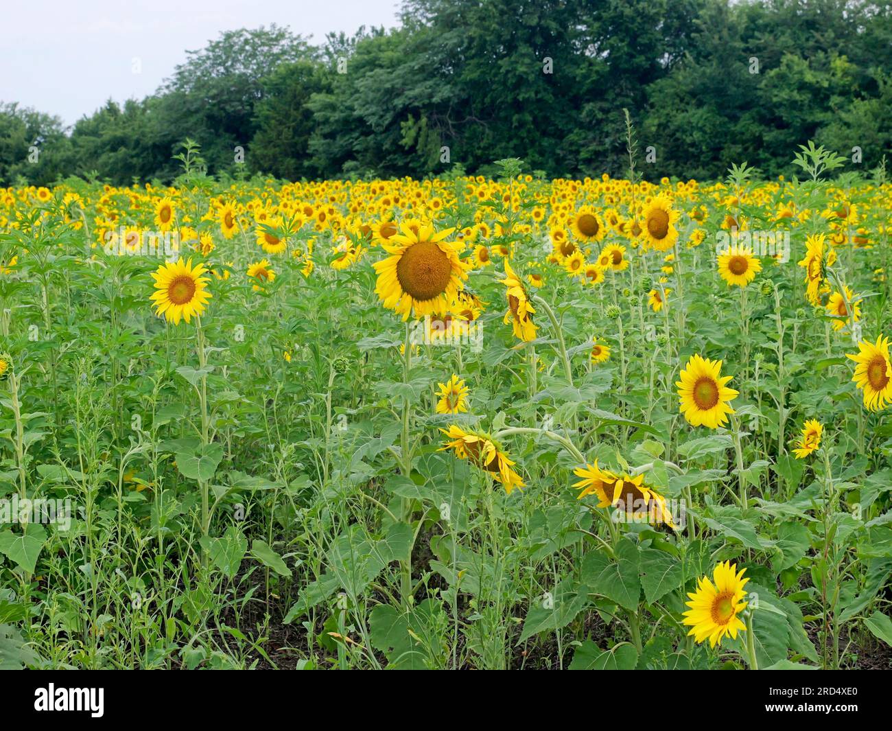 Edgerton hill hi-res stock photography and images - Alamy