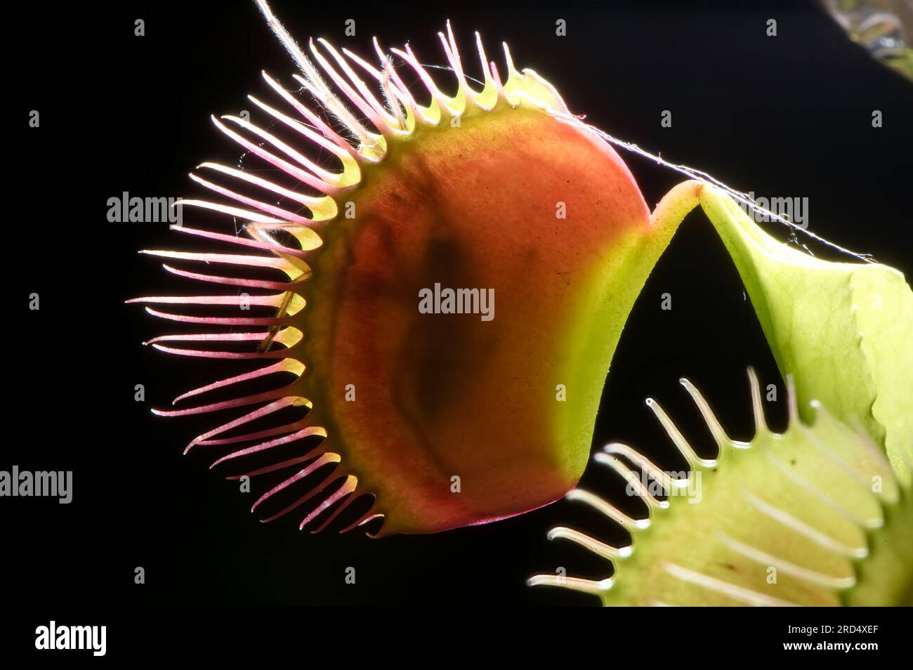 Venus flytrap with spider inside. Dionaea muscipula Stock Photo - Alamy
