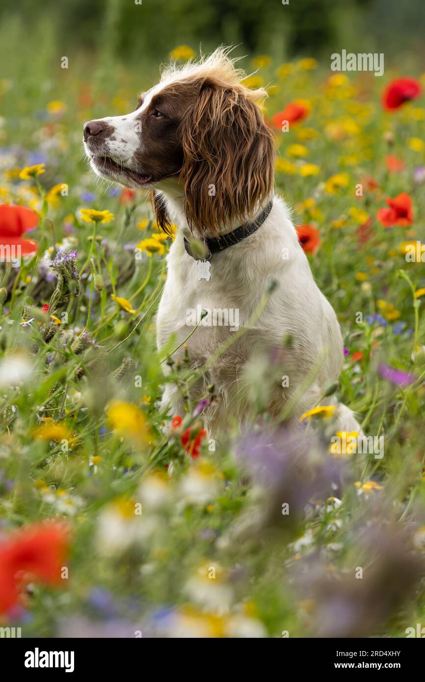 English Springer Spaniel in wild flowers Stock Photo - Alamy
