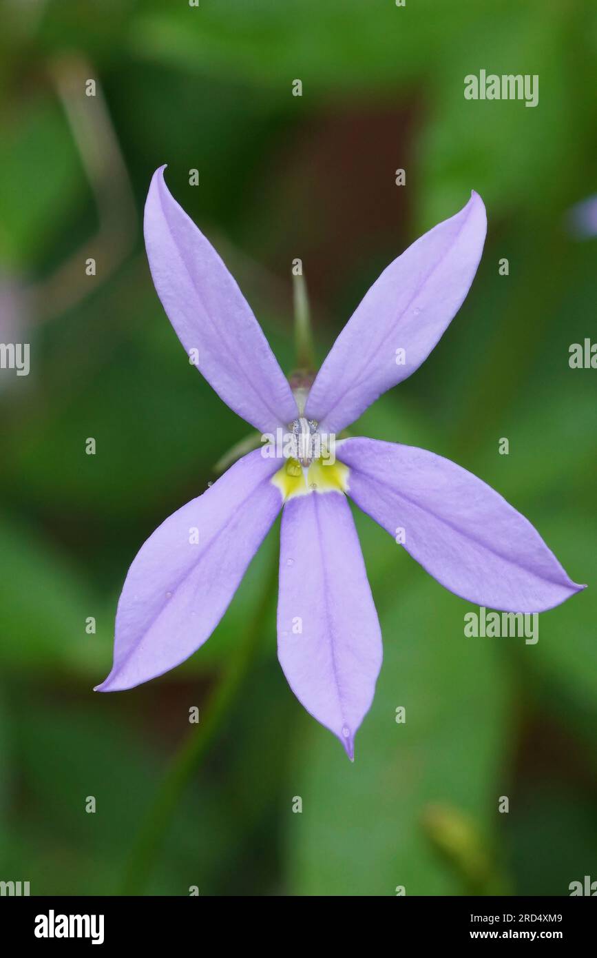 Closeup on a popular but poisonous flower, Lithotoma axillaris with it ...