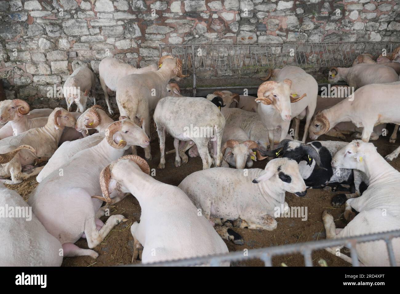 sheep animal in a farm land in istanbul Stock Photo - Alamy