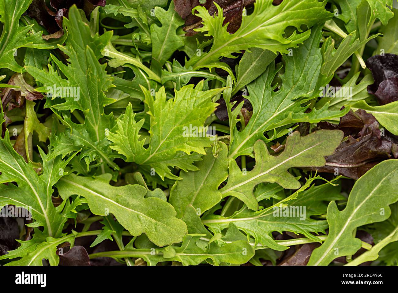 Macro blank photography of lettuce; spinach, rocket, mizuna; herb; leaf ...