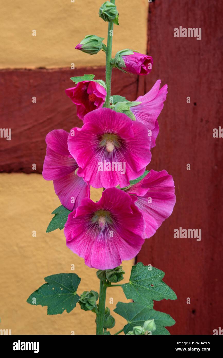 Flowering common hollyhock (Alcea rosea) at a half timbered house in ...