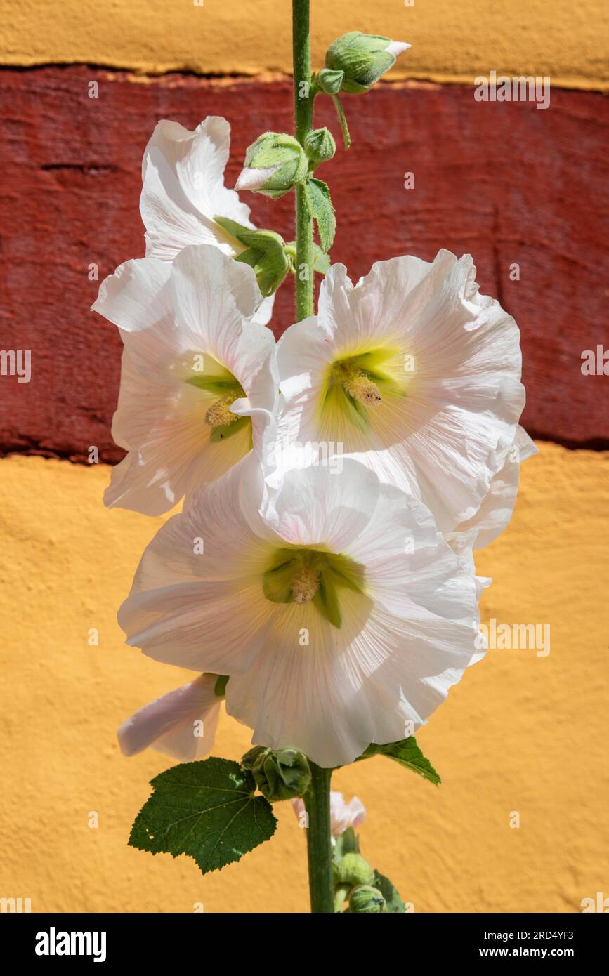 Flowering common hollyhock (Alcea rosea) at a half timbered house in ...