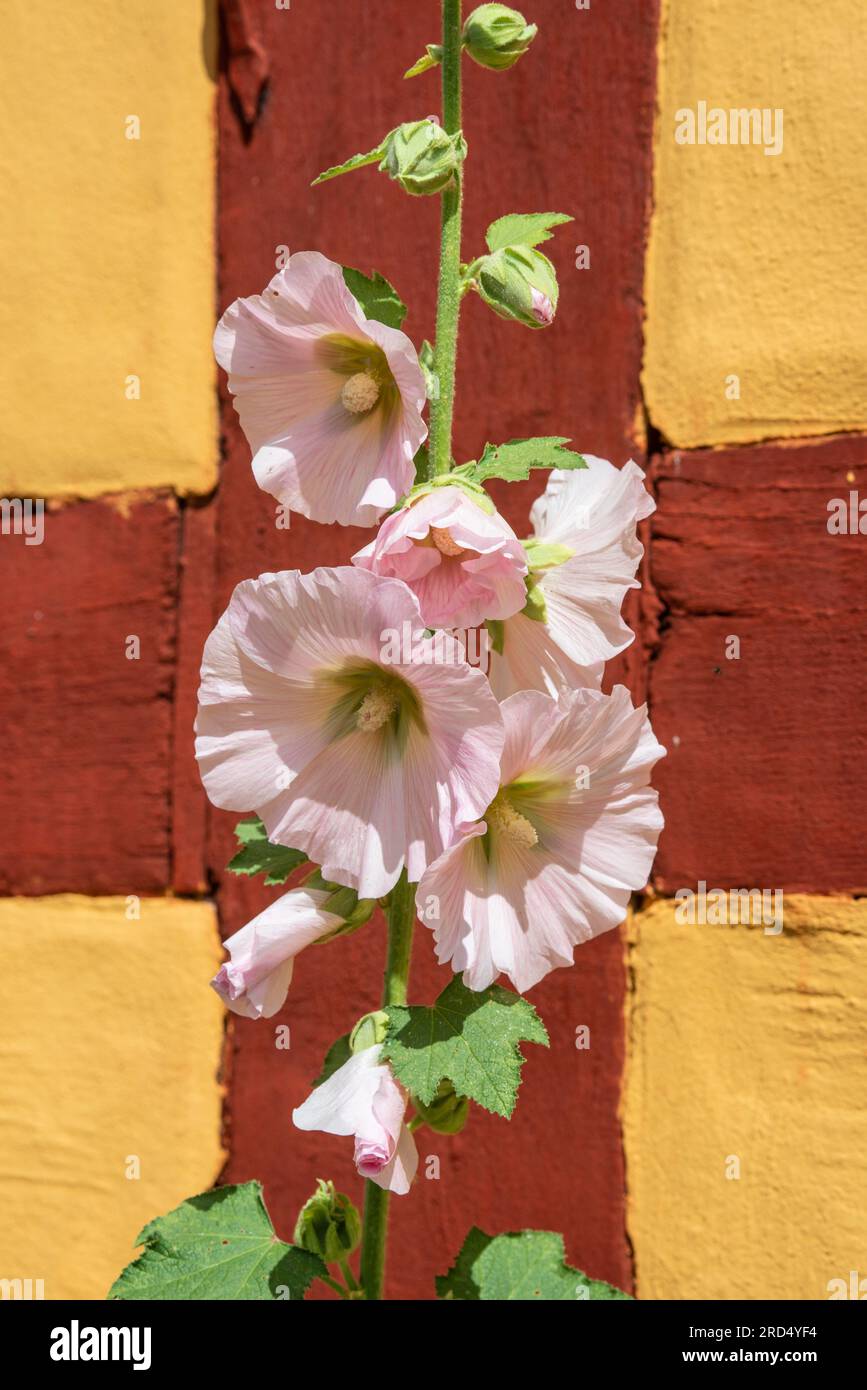 Flowering common hollyhock (Alcea rosea) at a half timbered house in ...