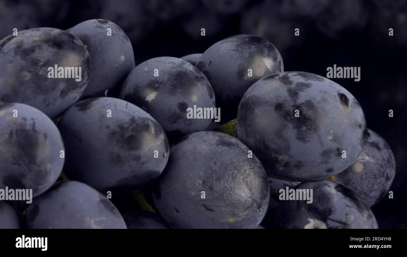 Details fresh dark grapes hi-res stock photography and images - Alamy