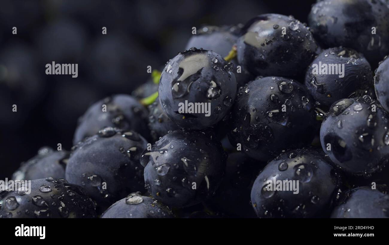 Details fresh dark grapes hi-res stock photography and images - Alamy