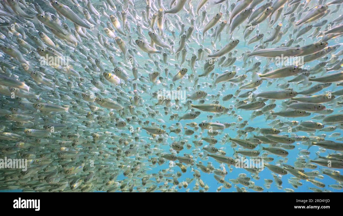 Large shoal of small brightly fishes Hardyhead Silverside swimming on ...