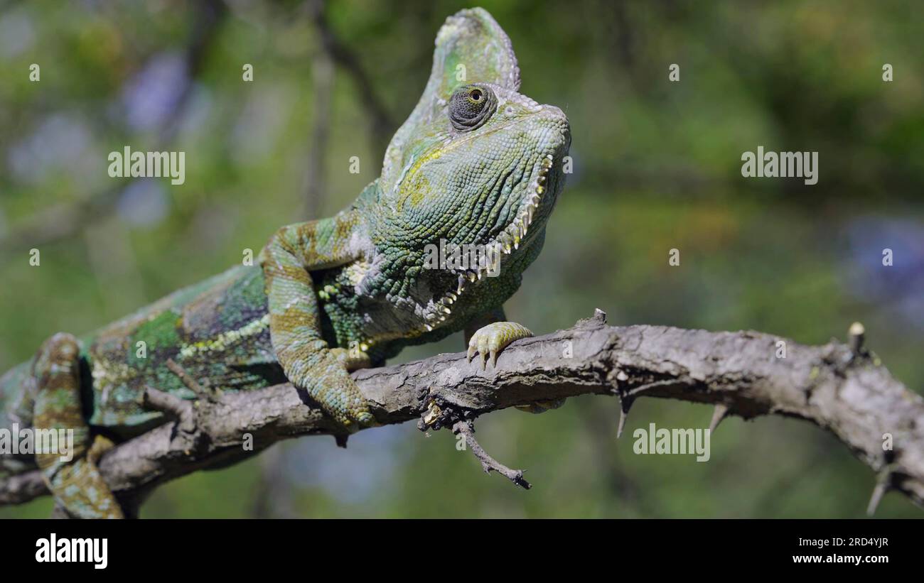 Angry chameleon hi-res stock photography and images - Alamy