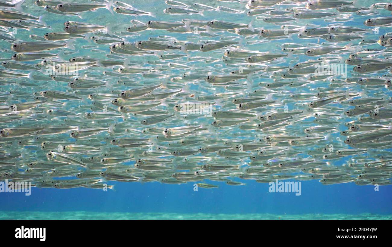 Hardyhead silverside fish underwater hi-res stock photography and ...