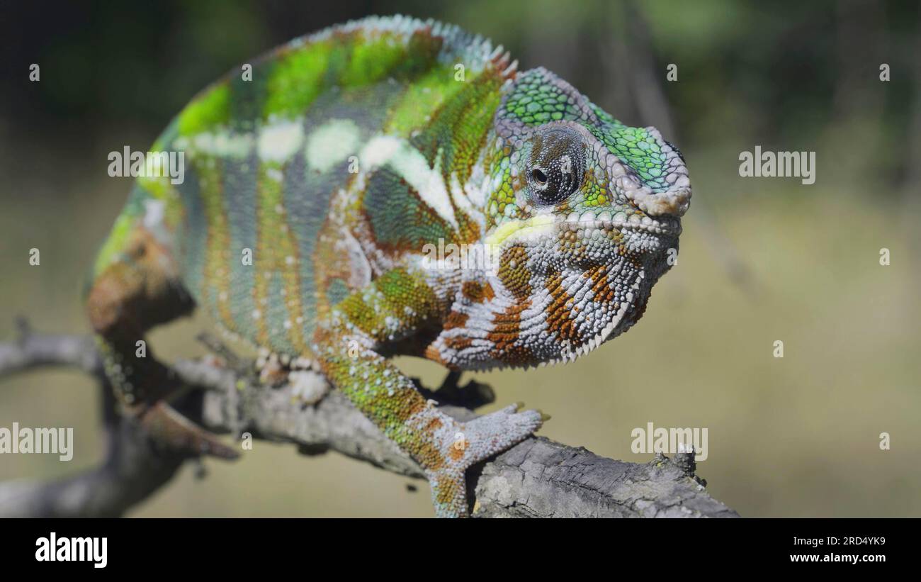 Green chameleon walks along branch and looksat around on bright sunny ...