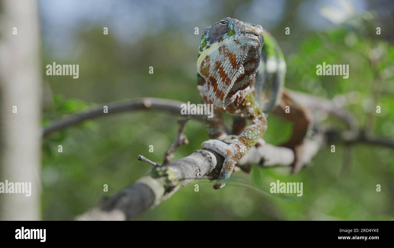 Green chameleon walks along branch and looksat around on bright sunny ...