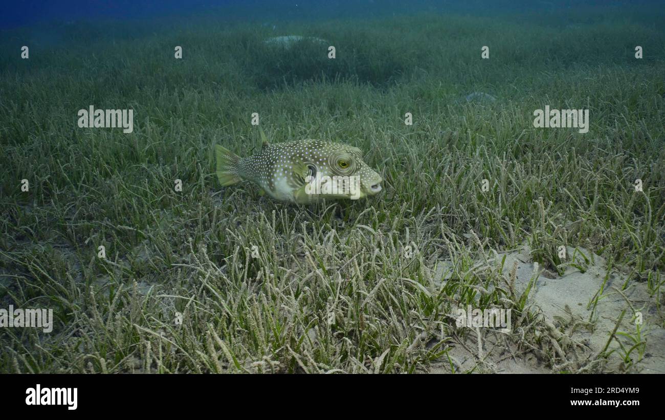 Manatee Grass Syringodium