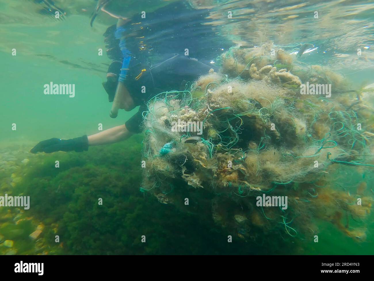 Freediver picks up lost fishing net lies on green algae in sun glare on ...