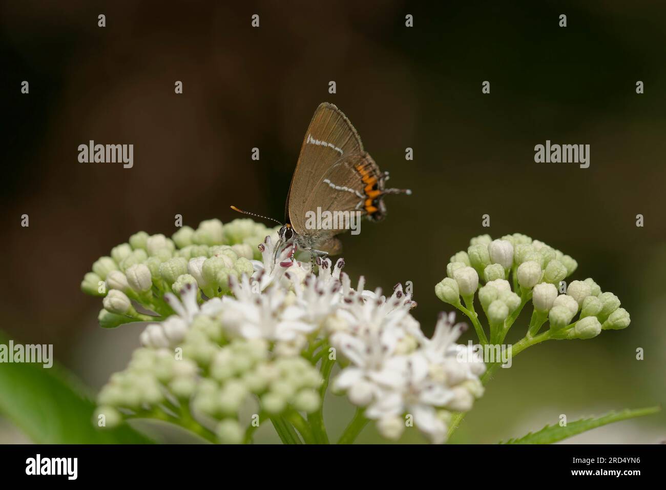White-letter hairstreak (Satyrium w-album) on danewort (Sambucus ebulus ...