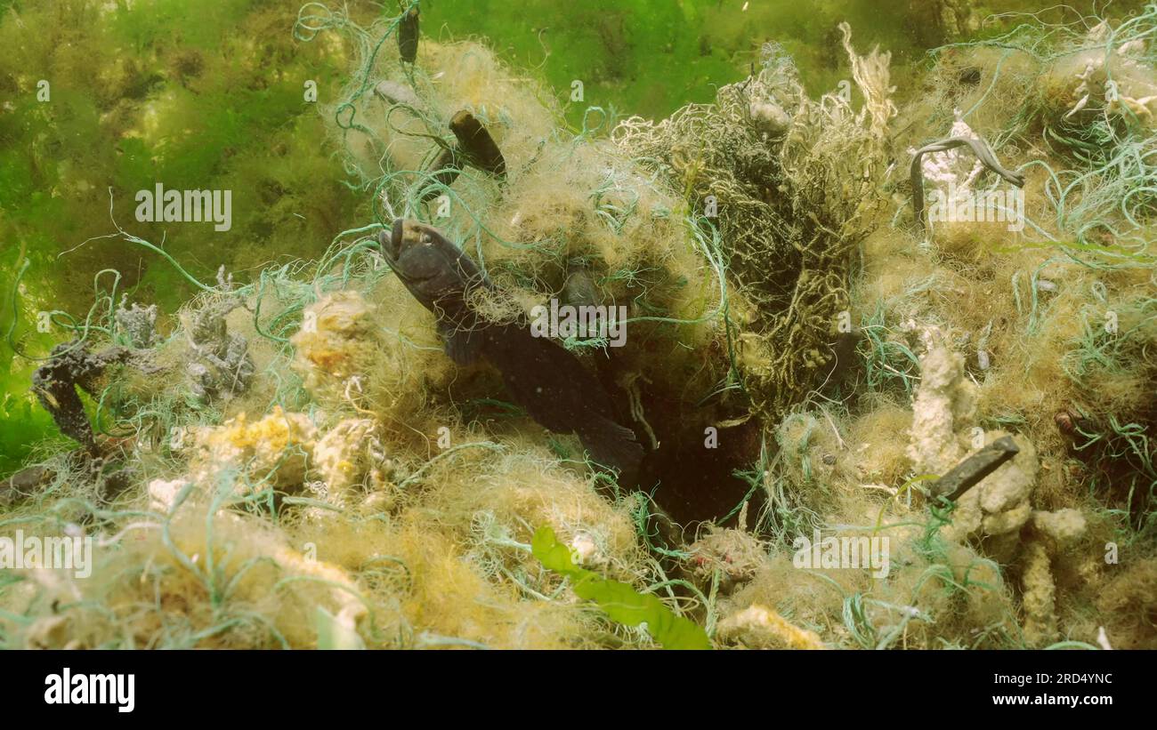 Dead Goby fish in lost fishing net lies on seabed on bright sunny day ...