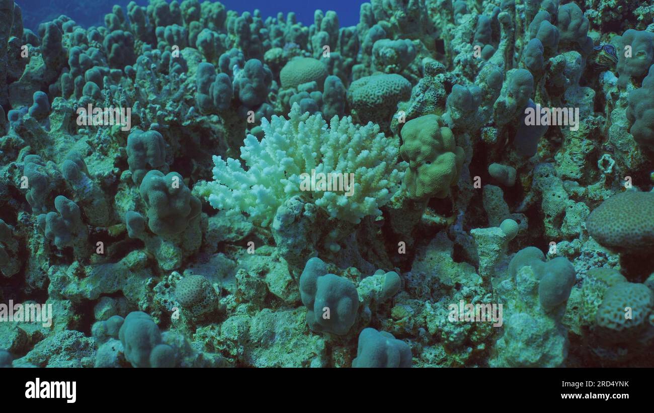 Bleached Hard Table Coral Acropora. Bleaching and death of corals from ...