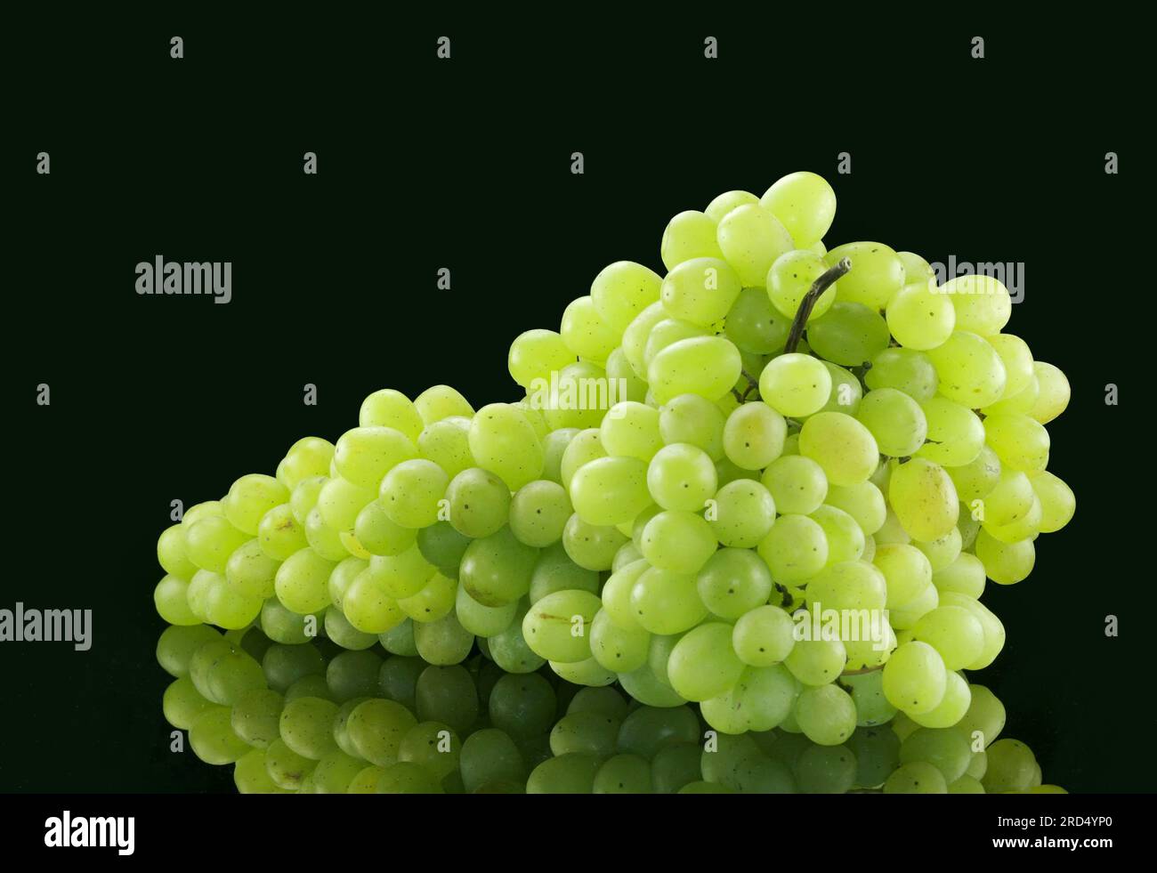 Big grapes hi-res stock photography and images - Alamy