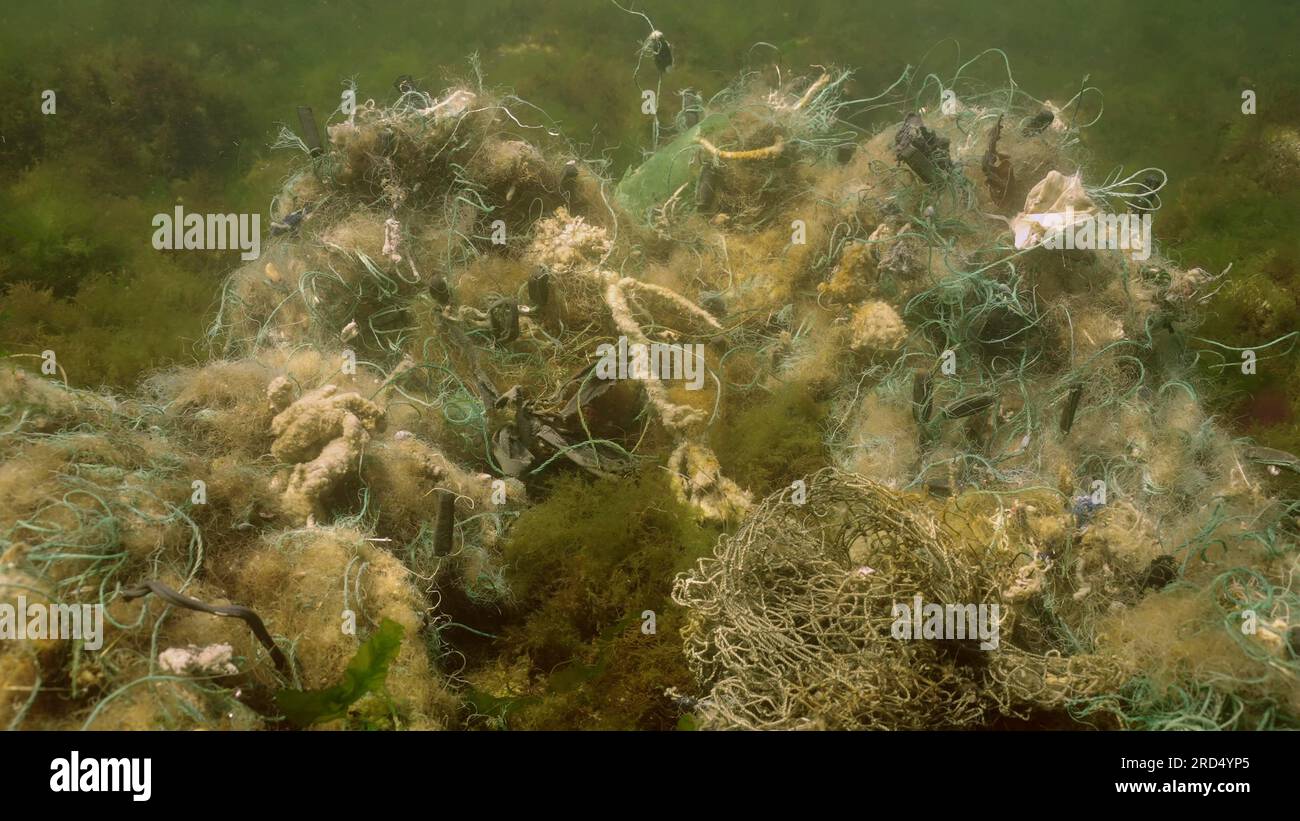 Lost fishing net lies on seabed in green algae Ulva on bright sunny day ...