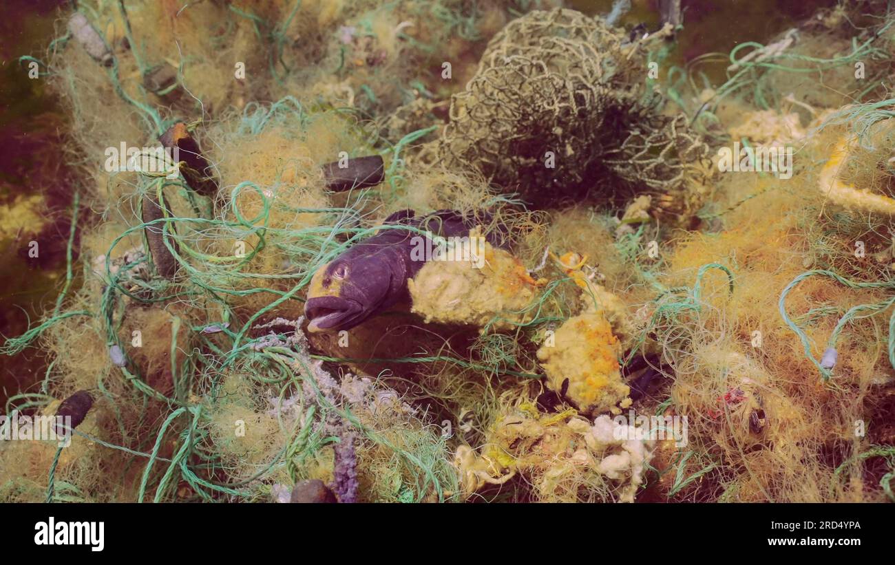 Dead Goby fish in lost fishing net lies on seabed on bright sunny day ...