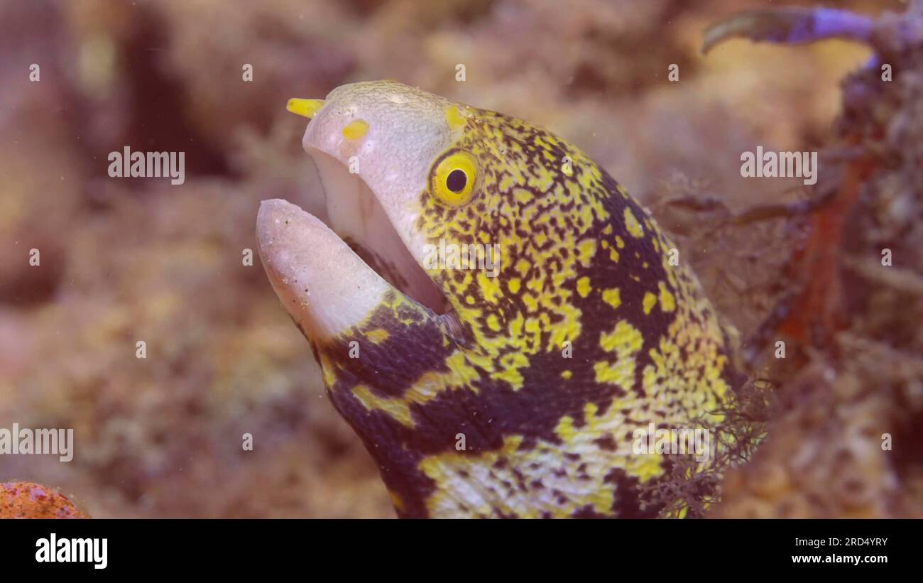 Close up portrait of Snowflake moray (Echidna nebulosa) or Starry moray ...