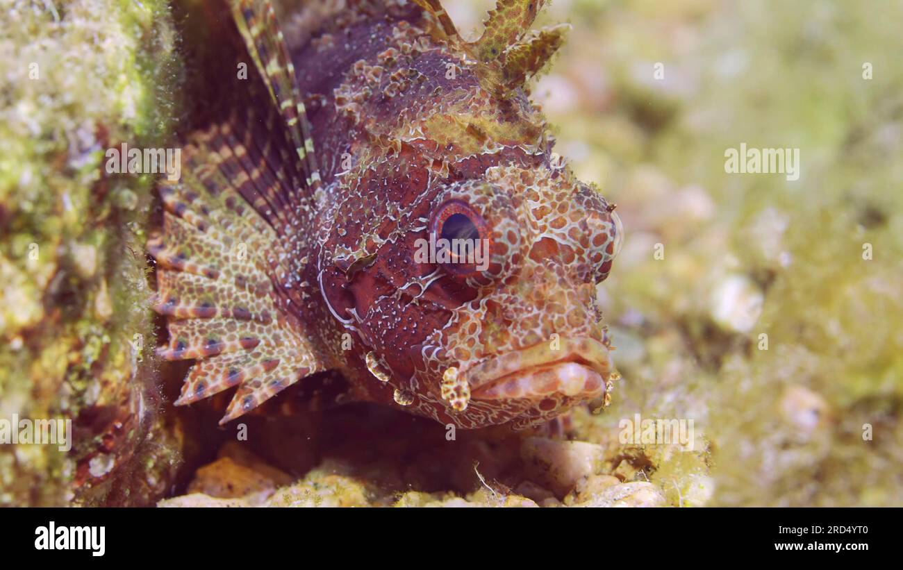 Red sea dwarf lionfish hi-res stock photography and images - Alamy