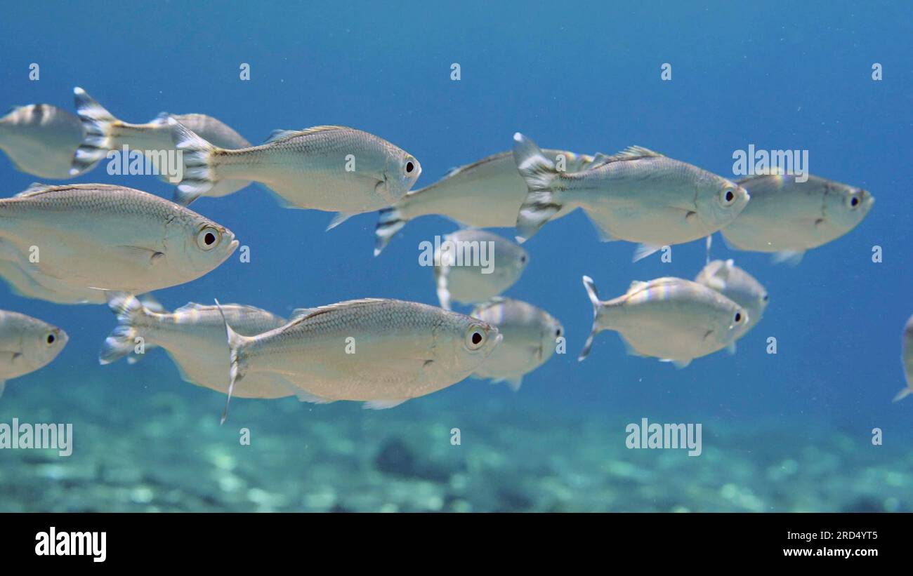 Close-up, school of Barred flagtail, Fiveband flagtail or Five-bar ...