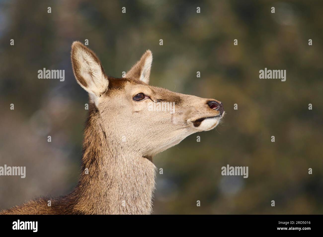 Red deer (Cervus elaphus) hind, portrait, in the mountains in tirol ...