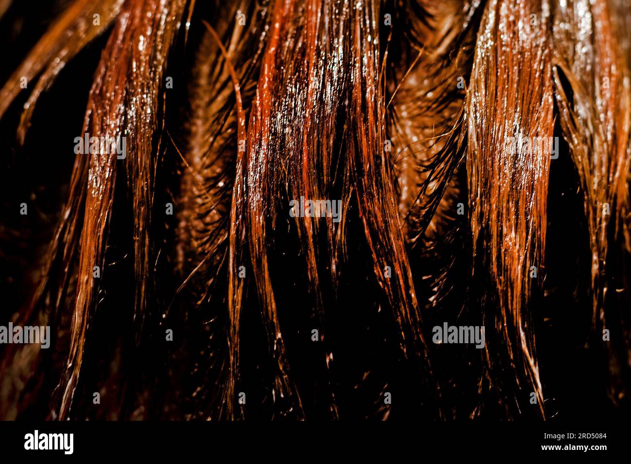 abstract background of red wet hair dyed hair. beauty saloon Stock ...
