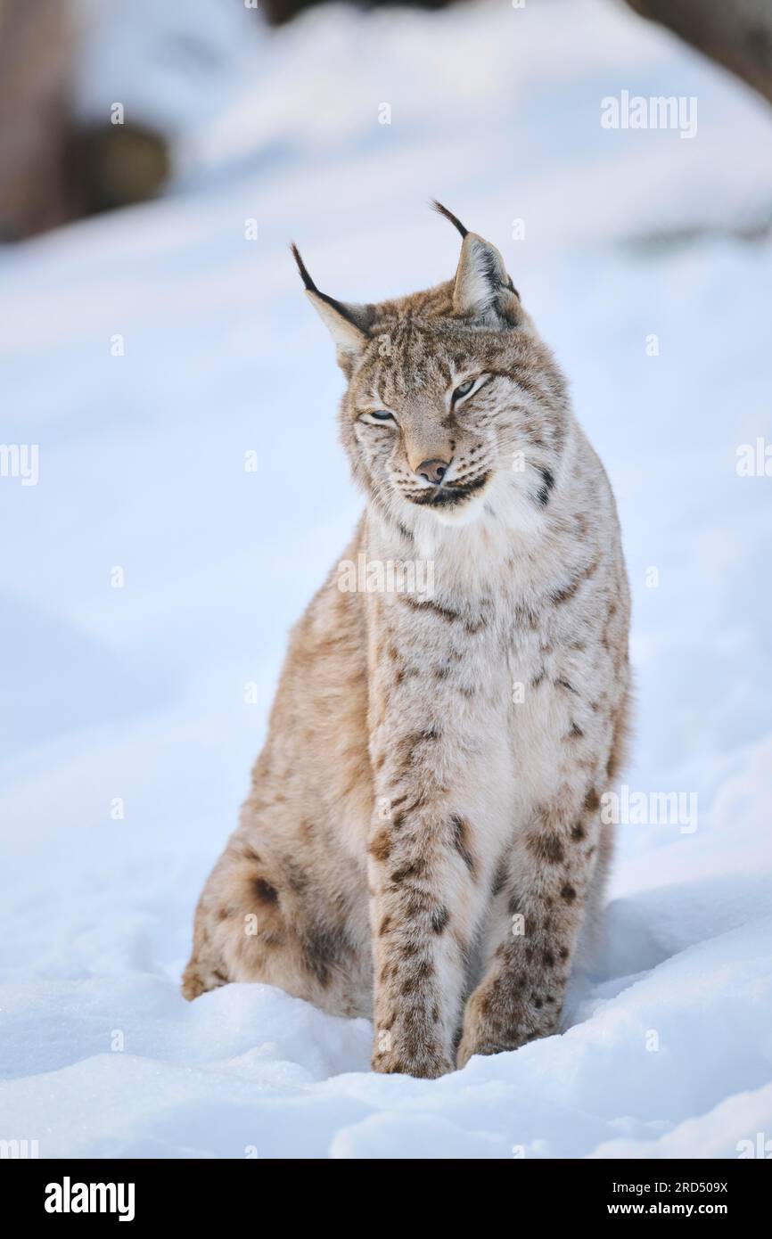 Eurasian lynx (Lynx lynx) sitting in the snow, Wildpark Aurach ...