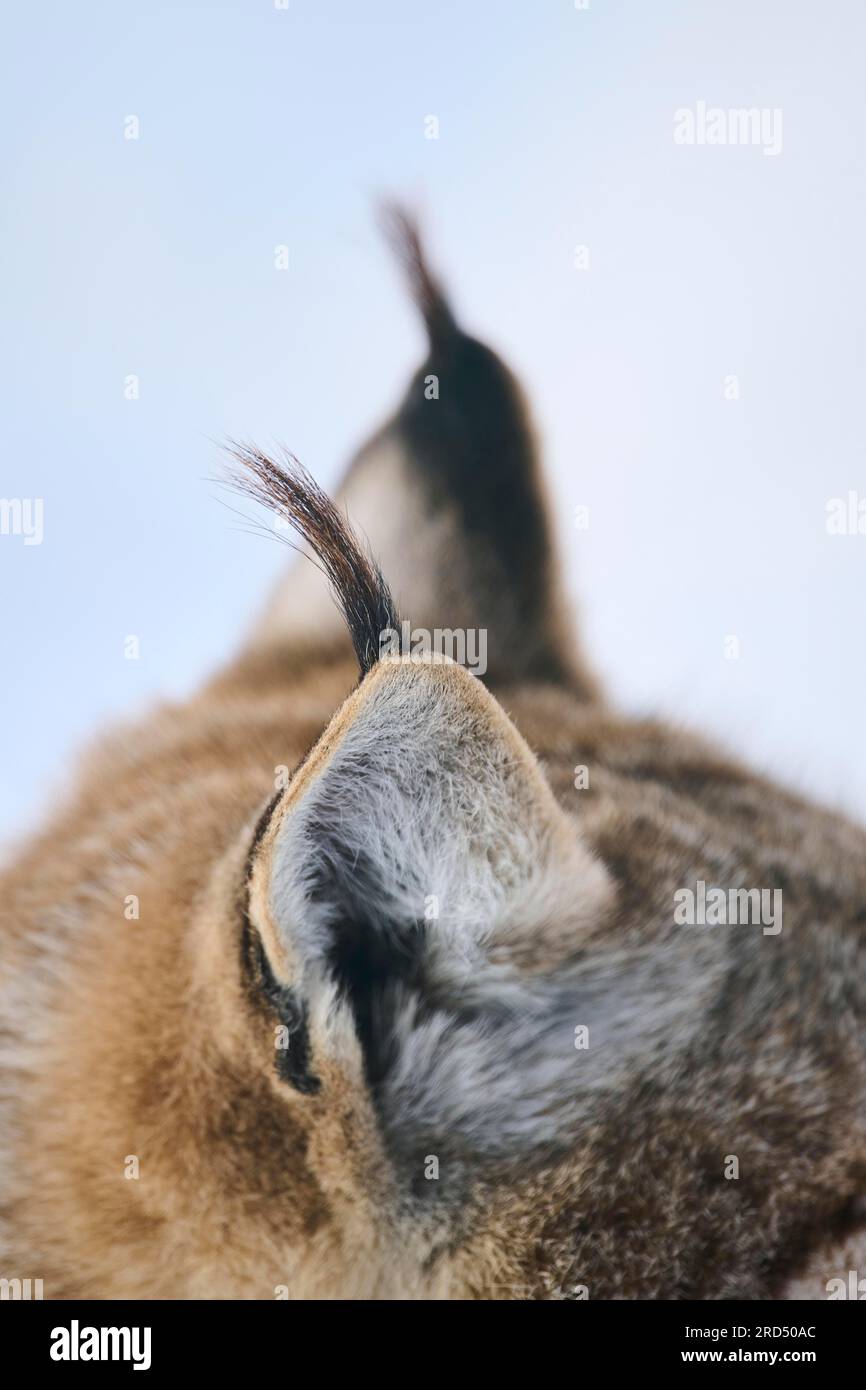 Eurasian lynx (Lynx lynx), ears, detail, winter, snow, Wildpark Aurach ...