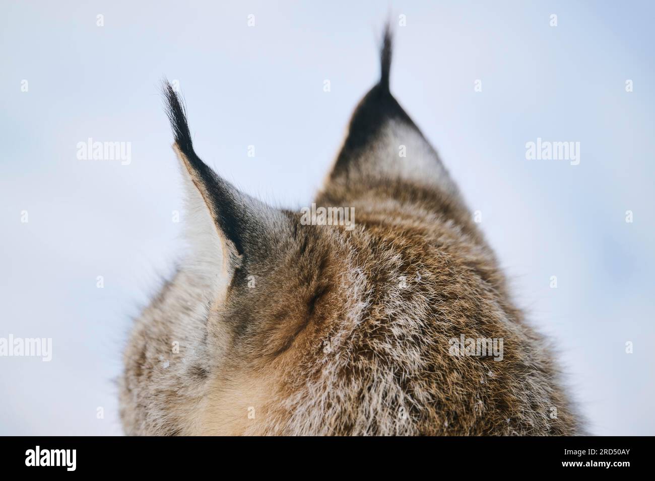 Lynx ears hi-res stock photography and images - Alamy
