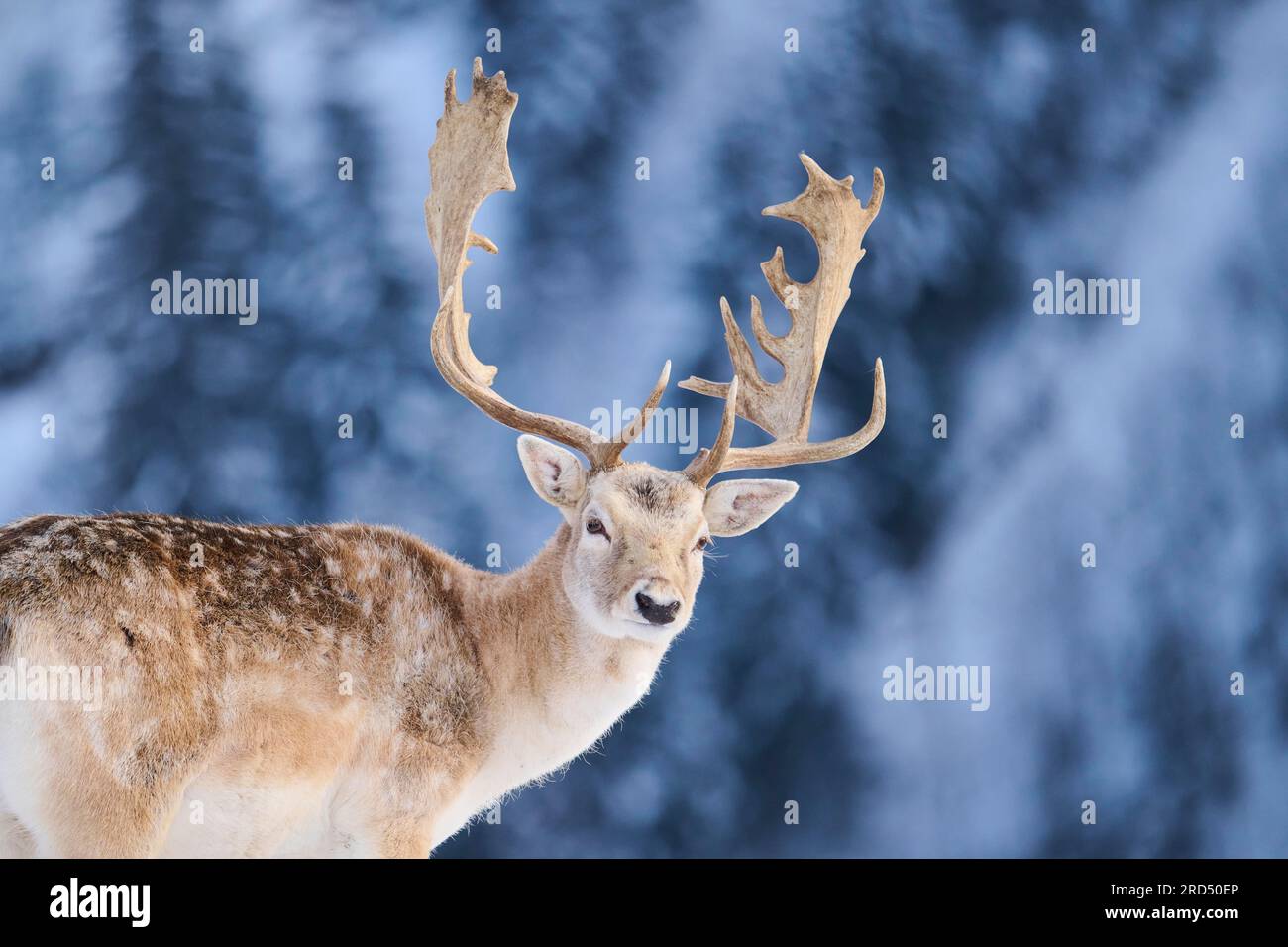 European fallow deer (Dama dama) buck portrait in the mountains in ...