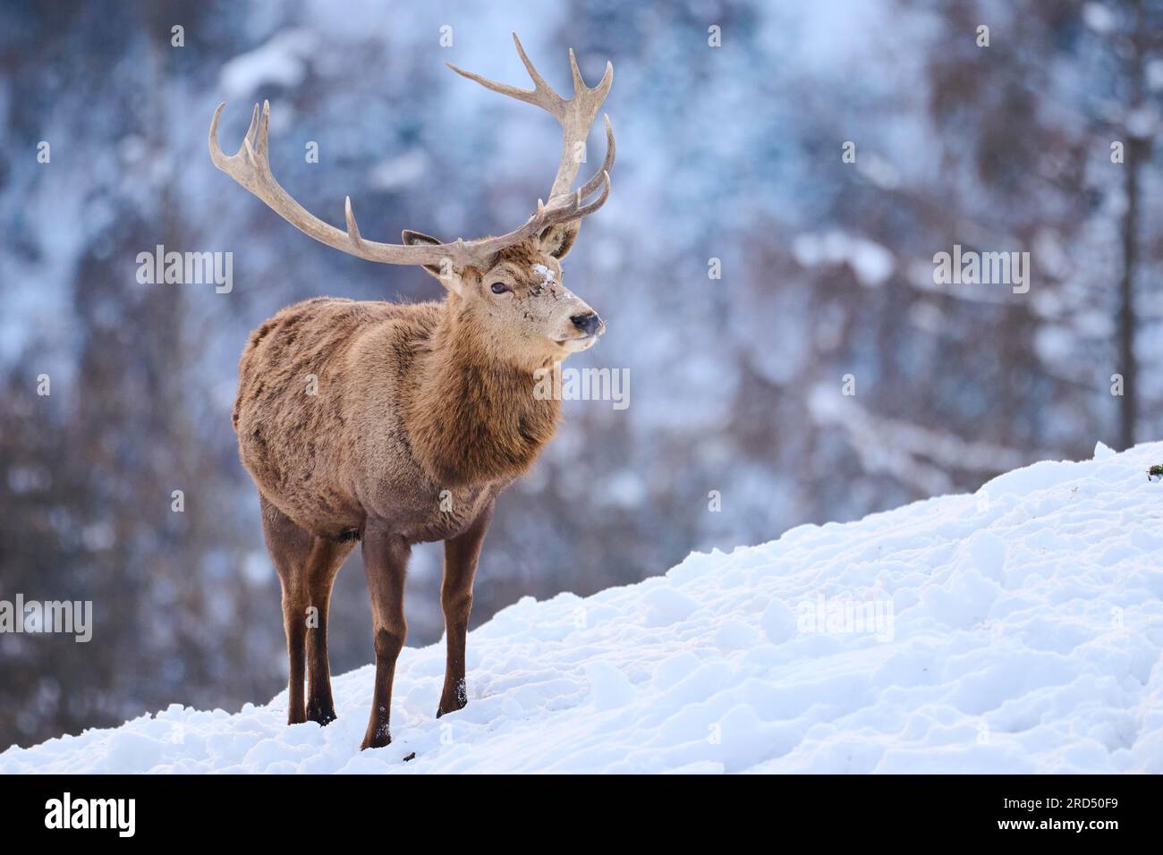 Red deer (Cervus elaphus) stag on a snowy meadow in the mountains in ...