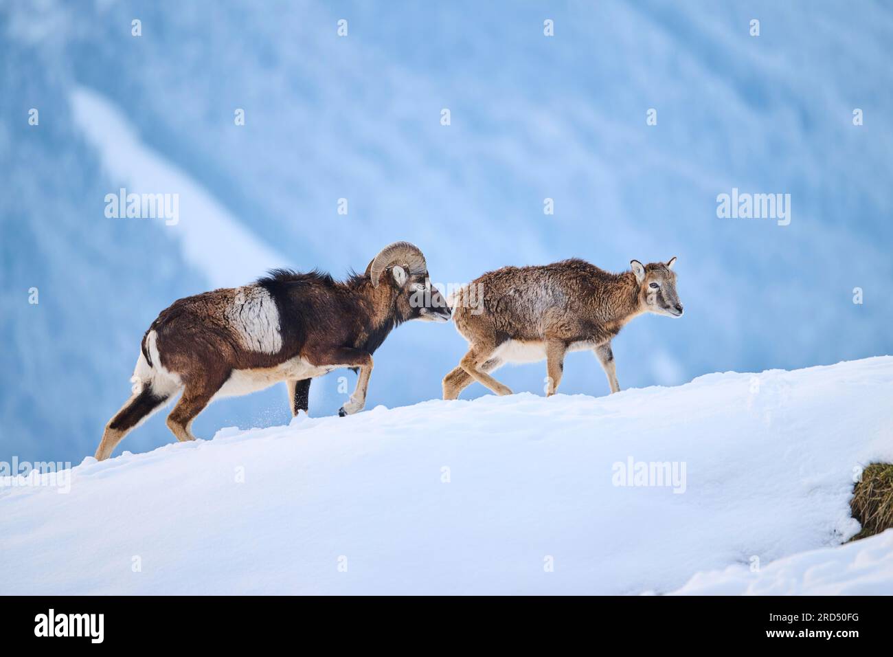 European mouflon (Ovis aries musimon) ram with ewe on a snowy meadow in ...