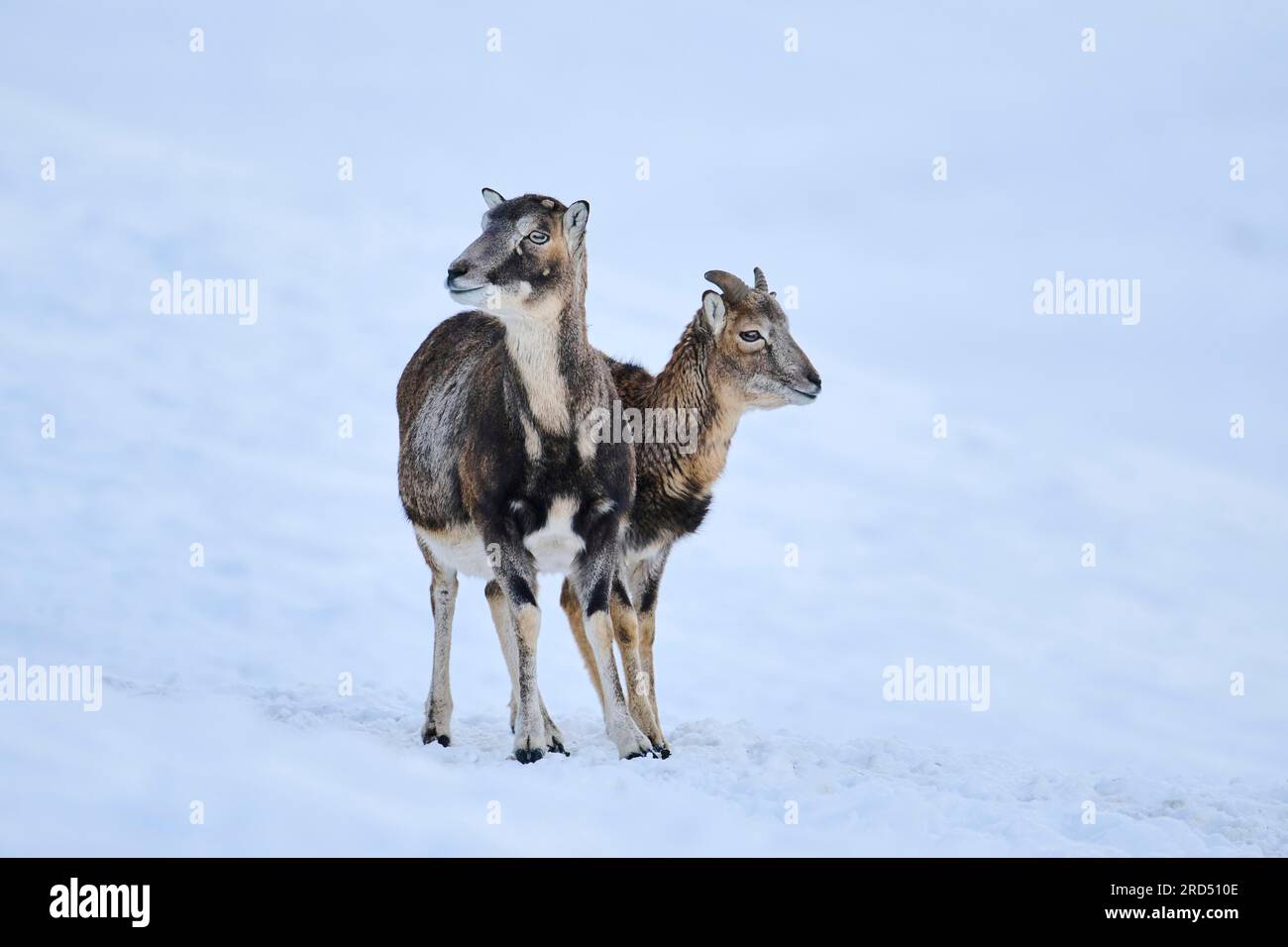 European mouflon (Ovis aries musimon) ewes on a snowy meadow in the ...