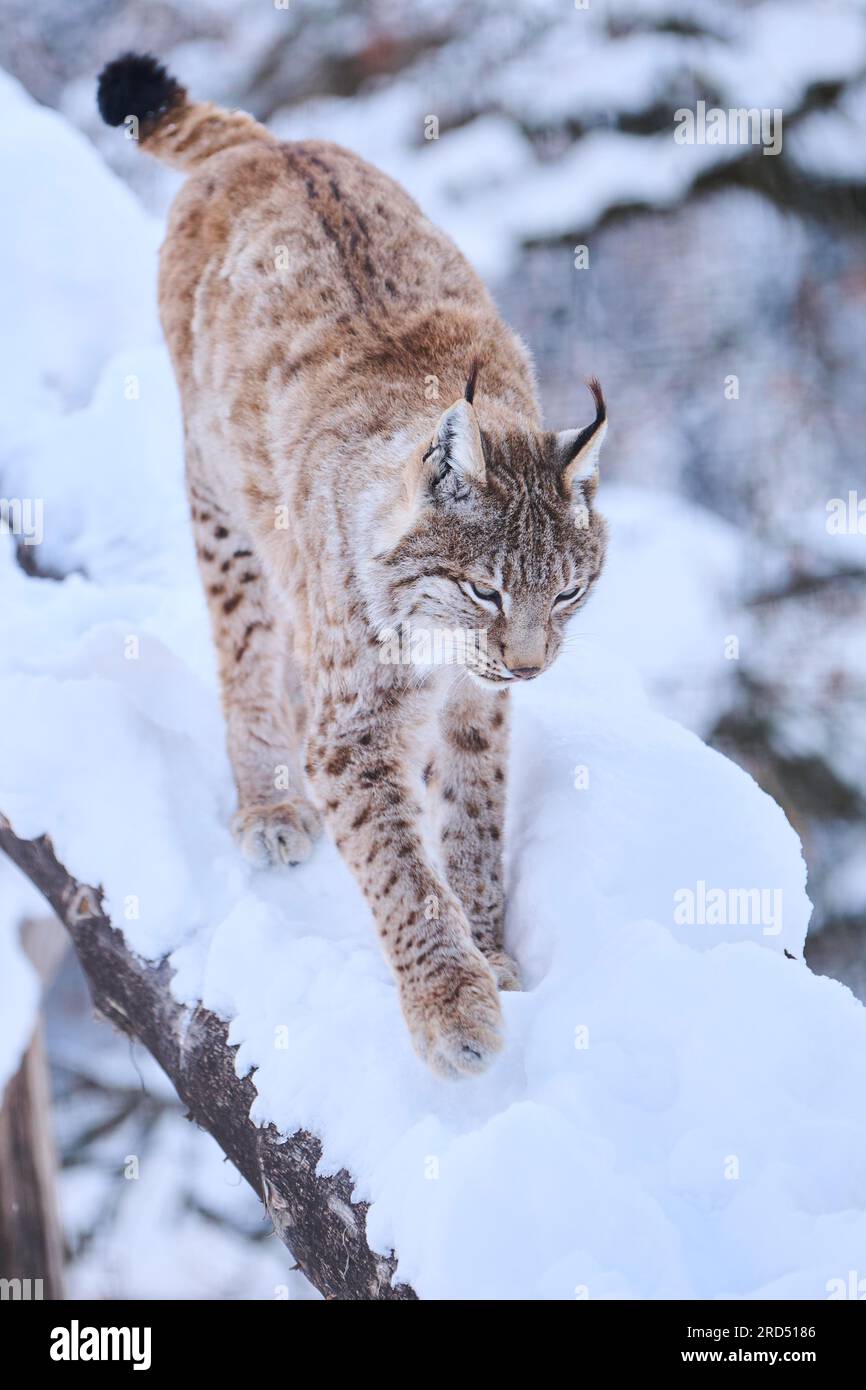 Eurasian lynx (Lynx lynx) walking in the snow, Wildpark Aurach ...