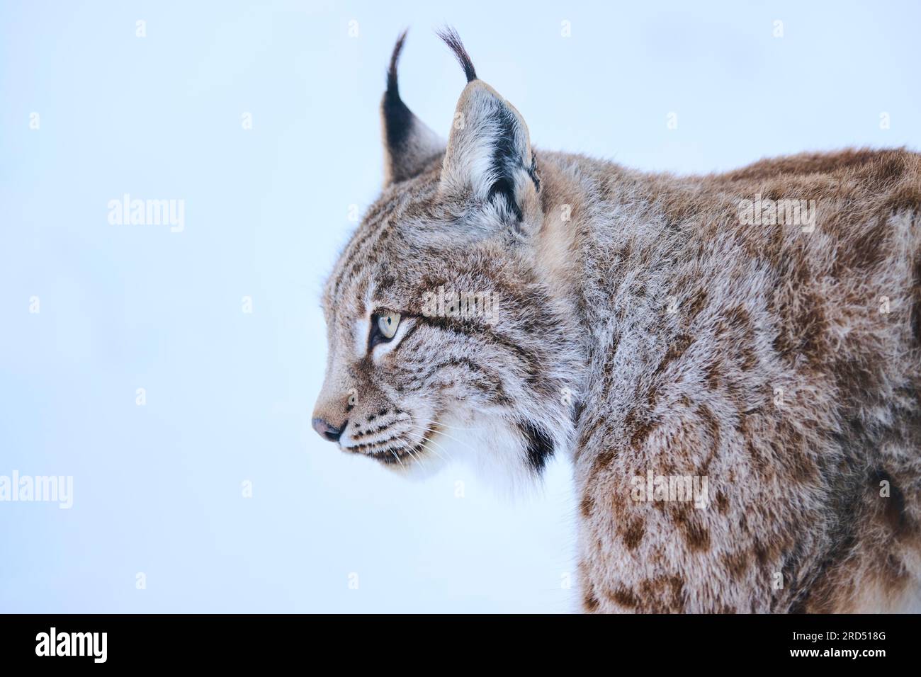 Eurasian lynx (Lynx lynx), portrait, winter, snow, Wildpark Aurach ...