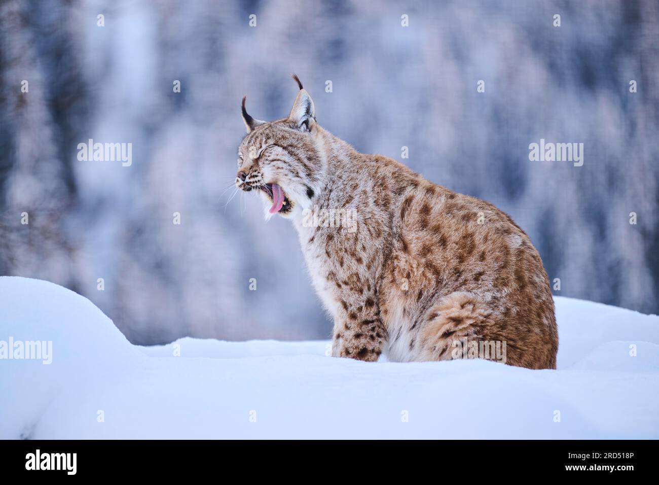 Eurasian lynx (Lynx lynx) sitting in the snow with mountains in the ...