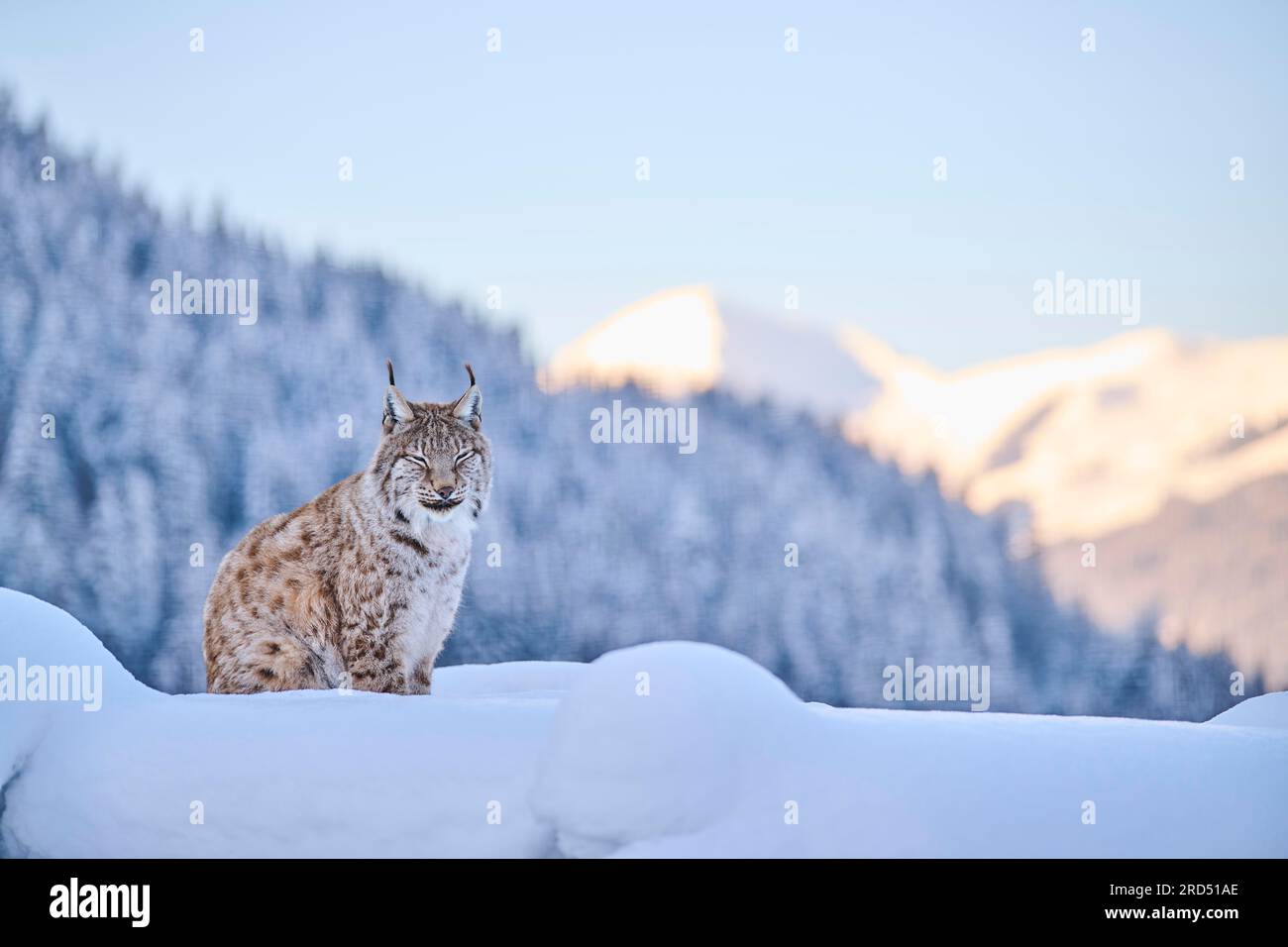 Lynx peak hi-res stock photography and images - Alamy