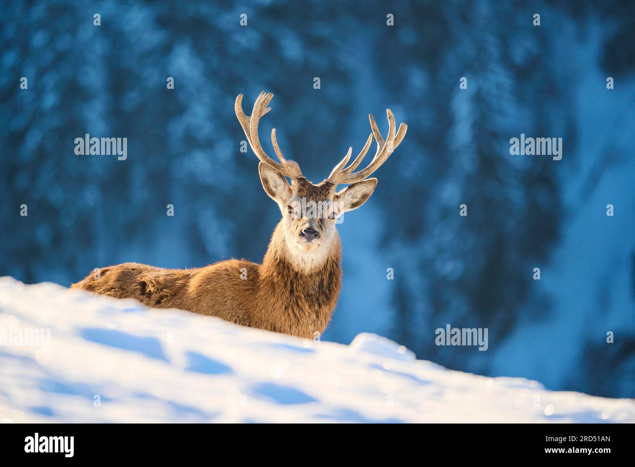 Red deer (Cervus elaphus) stag on a snowy meadow in the mountains in ...