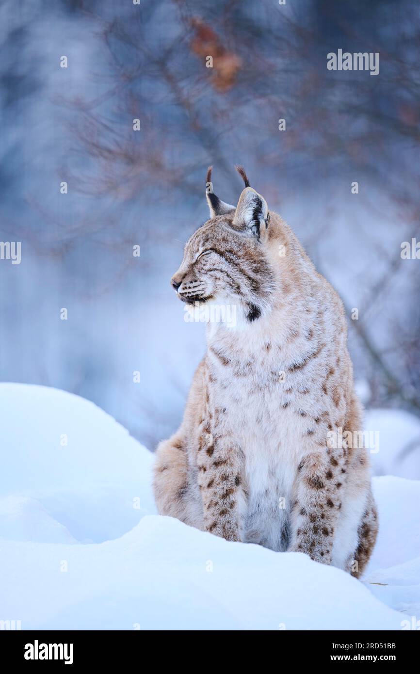 Eurasian lynx (Lynx lynx) sitting in the snow, Wildpark Aurach ...