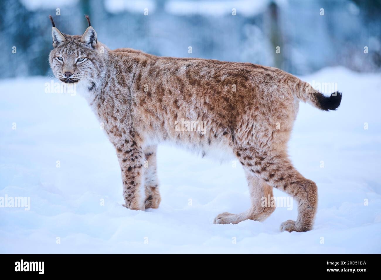 Eurasian lynx (Lynx lynx) standing in the snow, Wildpark Aurach ...