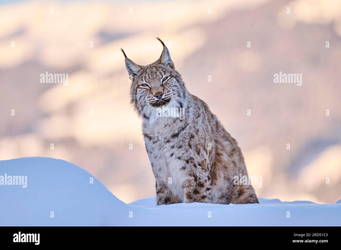 Eurasian lynx (Lynx lynx) sitting in the snow with mountains in the ...