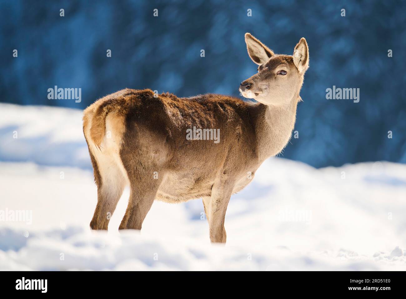 Red deer (Cervus elaphus) hind on a snowy meadow in the mountains in ...