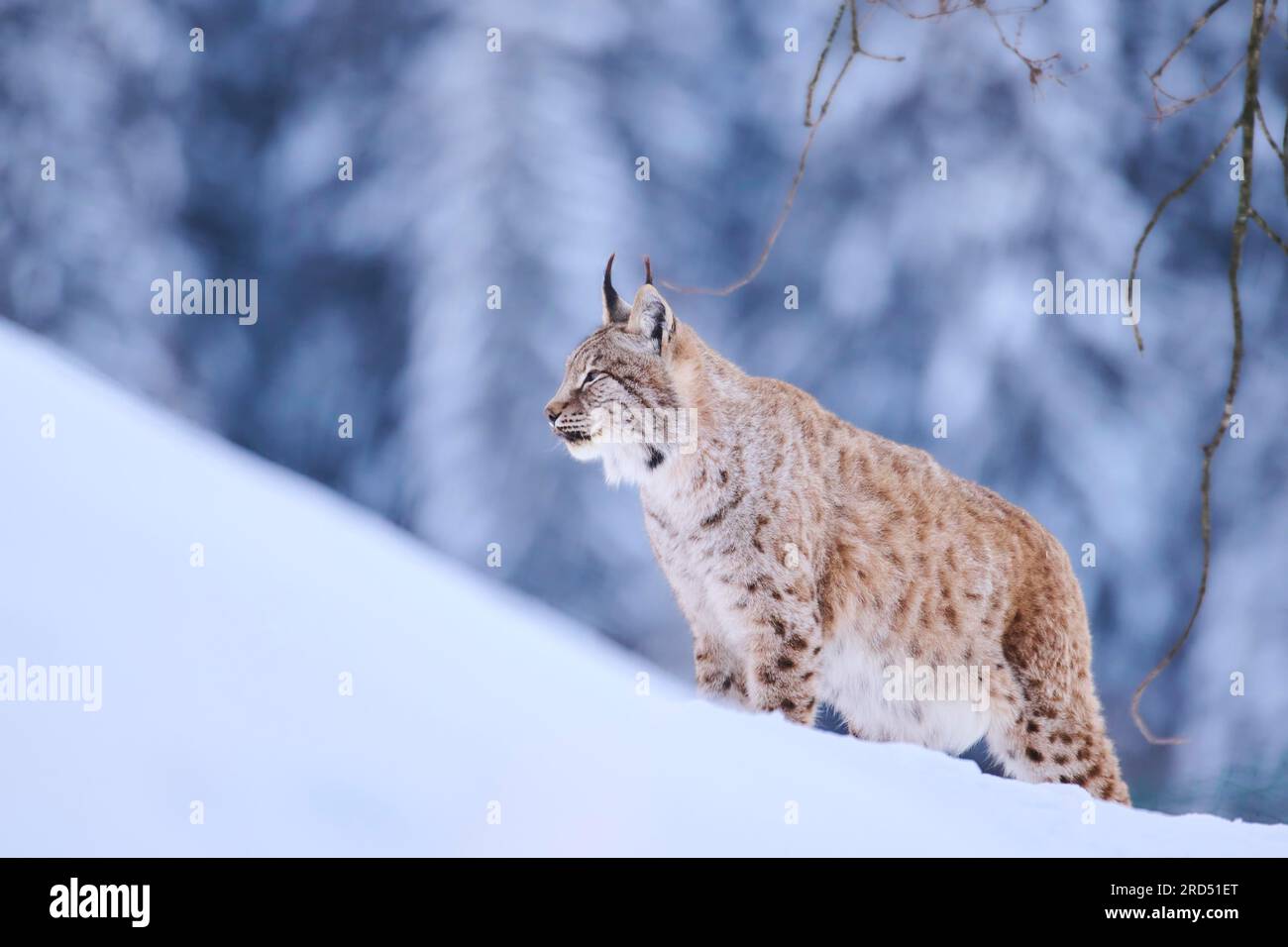 Eurasian lynx (Lynx lynx) standing in the snow, Wildpark Aurach ...