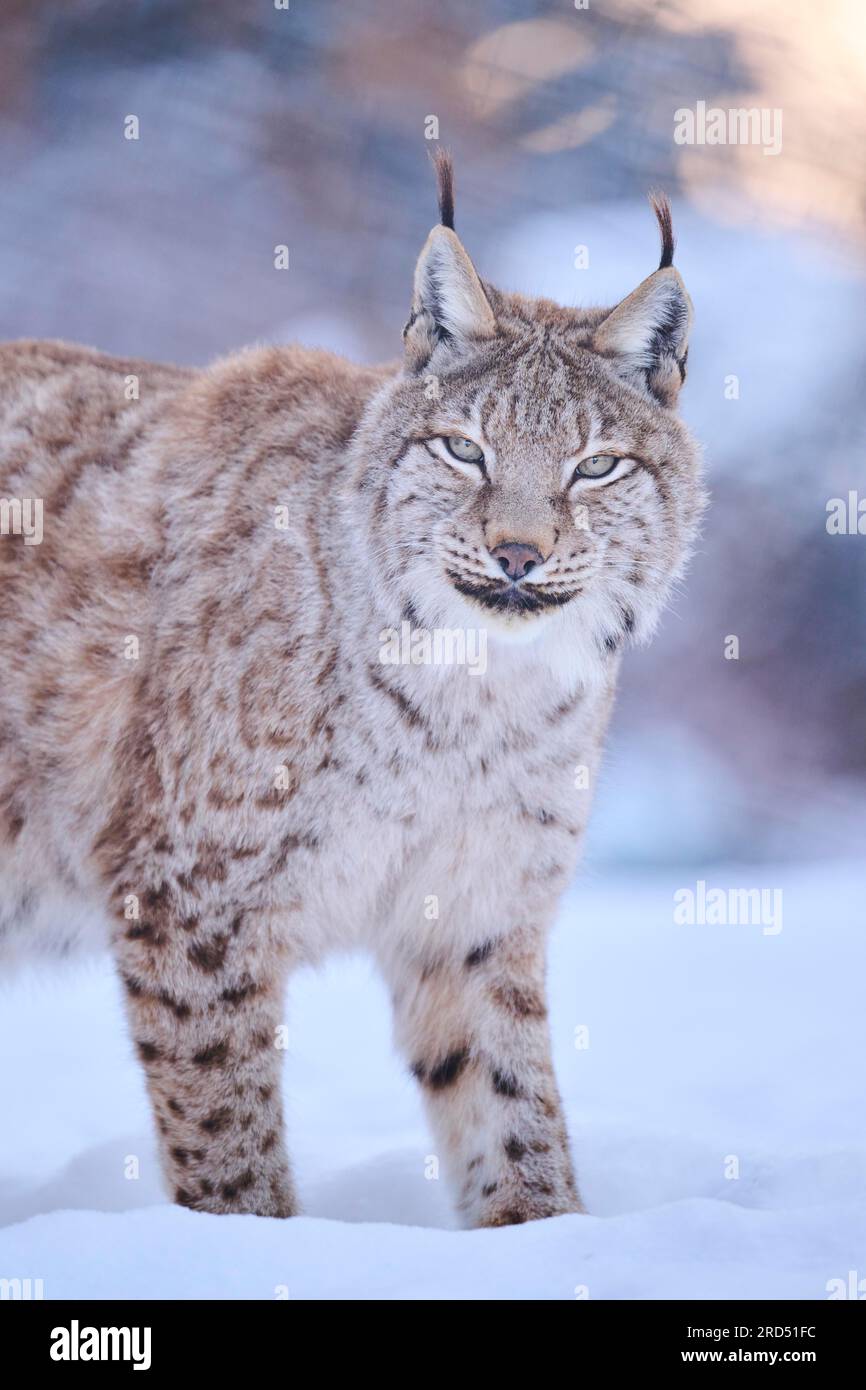 Eurasian lynx (Lynx lynx) standing in the snow, Wildpark Aurach ...