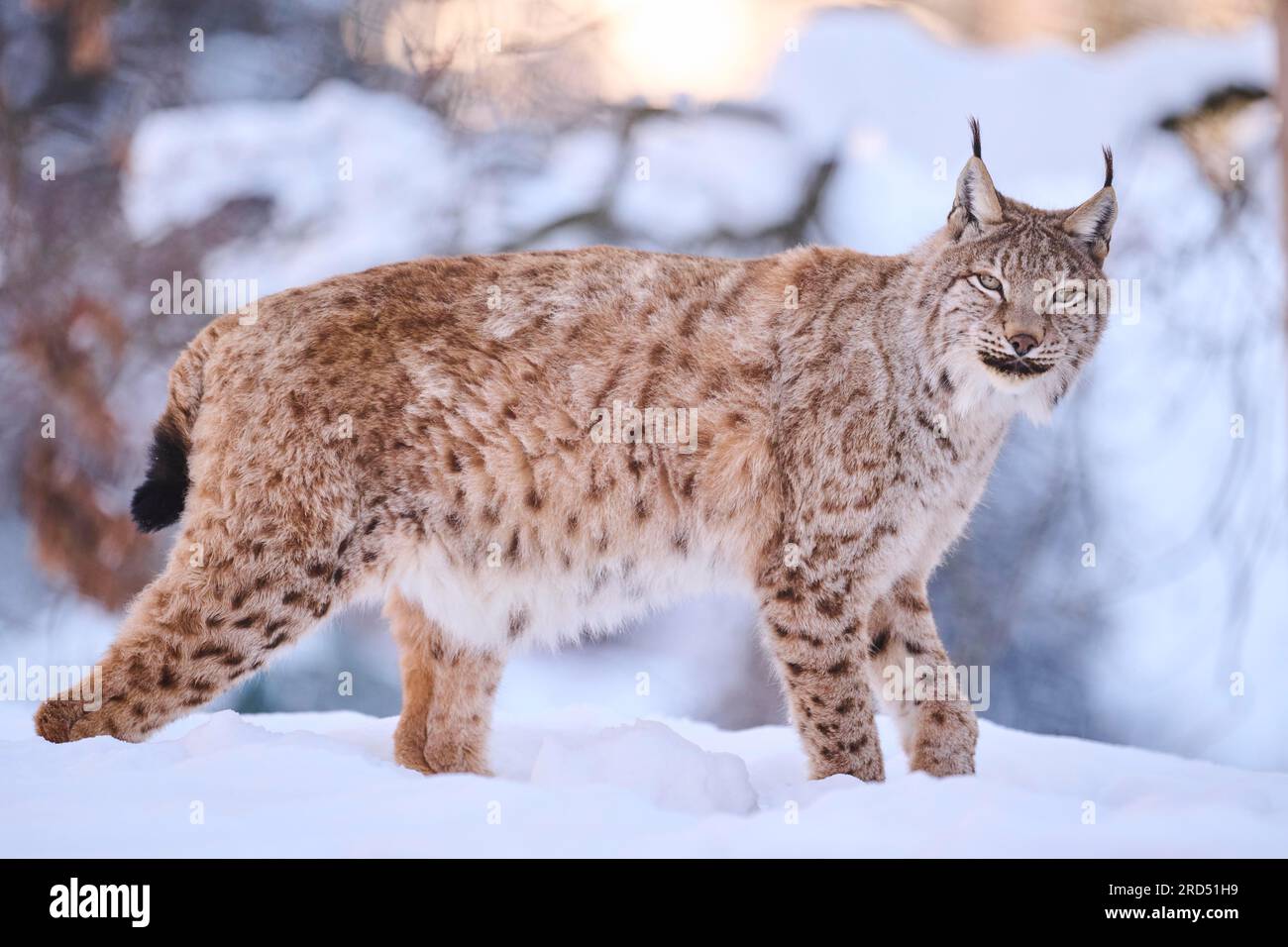 Eurasian lynx (Lynx lynx) standing in the snow, Wildpark Aurach ...