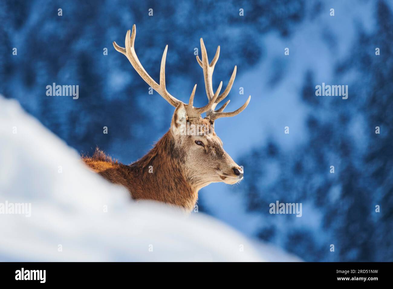 Red deer (Cervus elaphus) stag, portrait, in the mountains in tirol ...